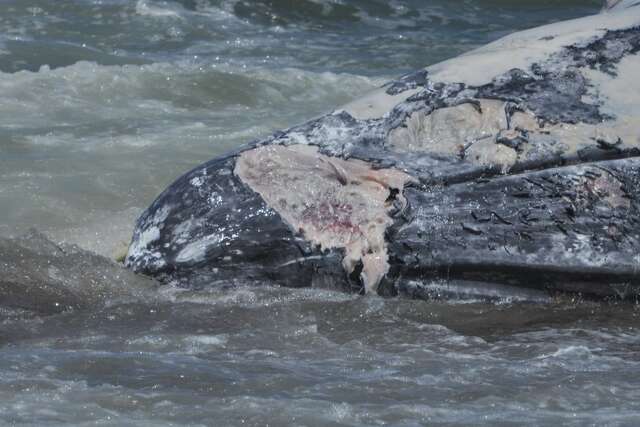 Bay Area shark expert captures rare scene in Point Reyes waters