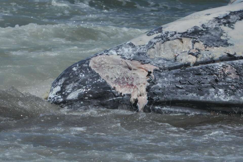 Bay Area shark expert captures rare scene in Point Reyes waters