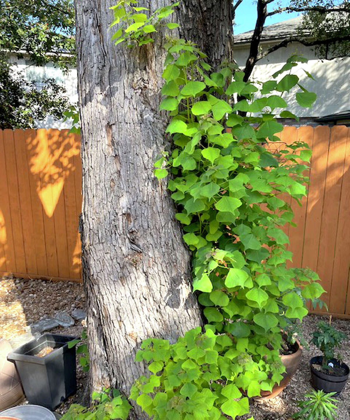 Don't mess with this Texas wildflower, mow sticky willy