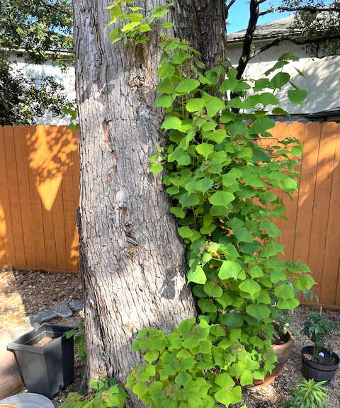 Don't mess with this Texas wildflower, mow sticky willy