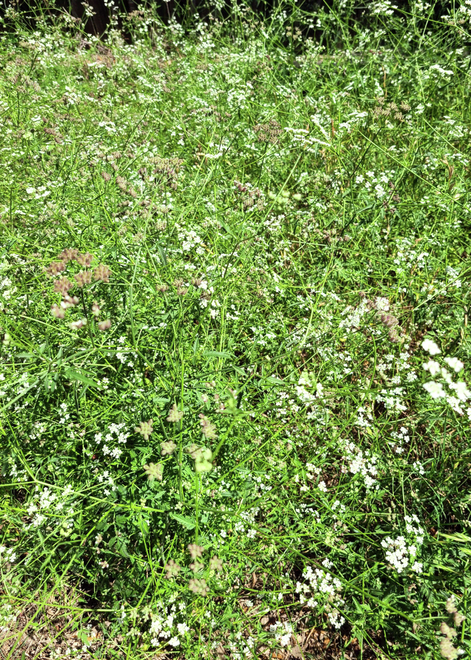 Don't mess with this Texas wildflower, mow sticky willy