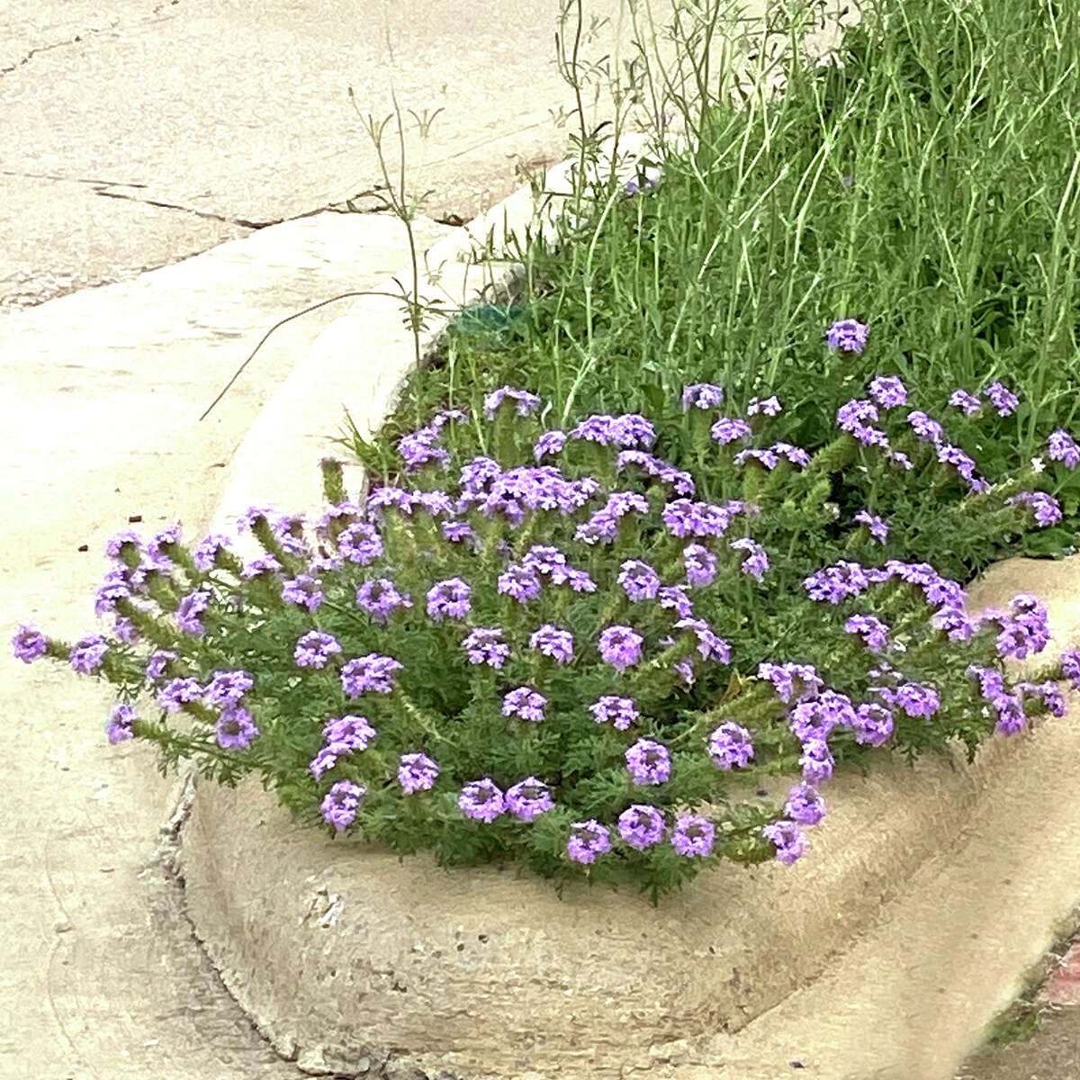 Don't mess with this Texas wildflower, mow sticky willy
