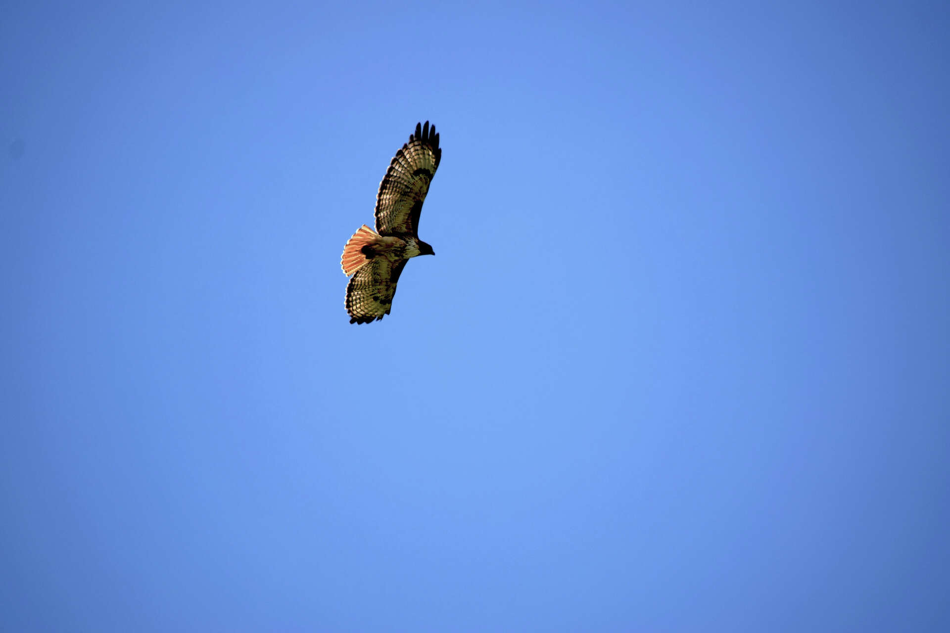 How to identify hawks, eagles and other raptors in Michigan
