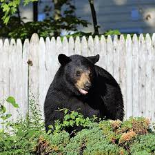 Bears in CT ready for fall 'power-eating marathon,' officials warn