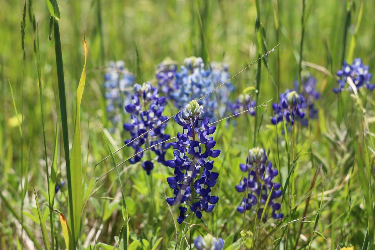 Bluebonnets disappoint this year in San Antonio