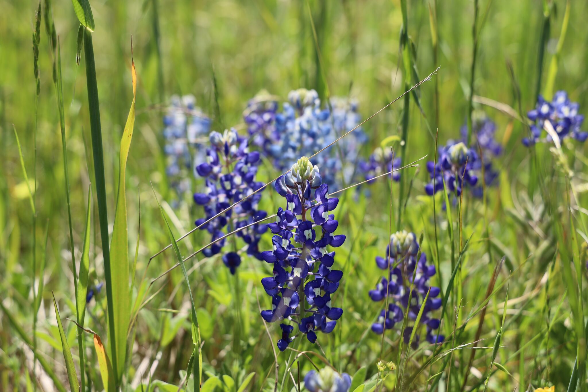 Bluebonnets disappoint this year in San Antonio