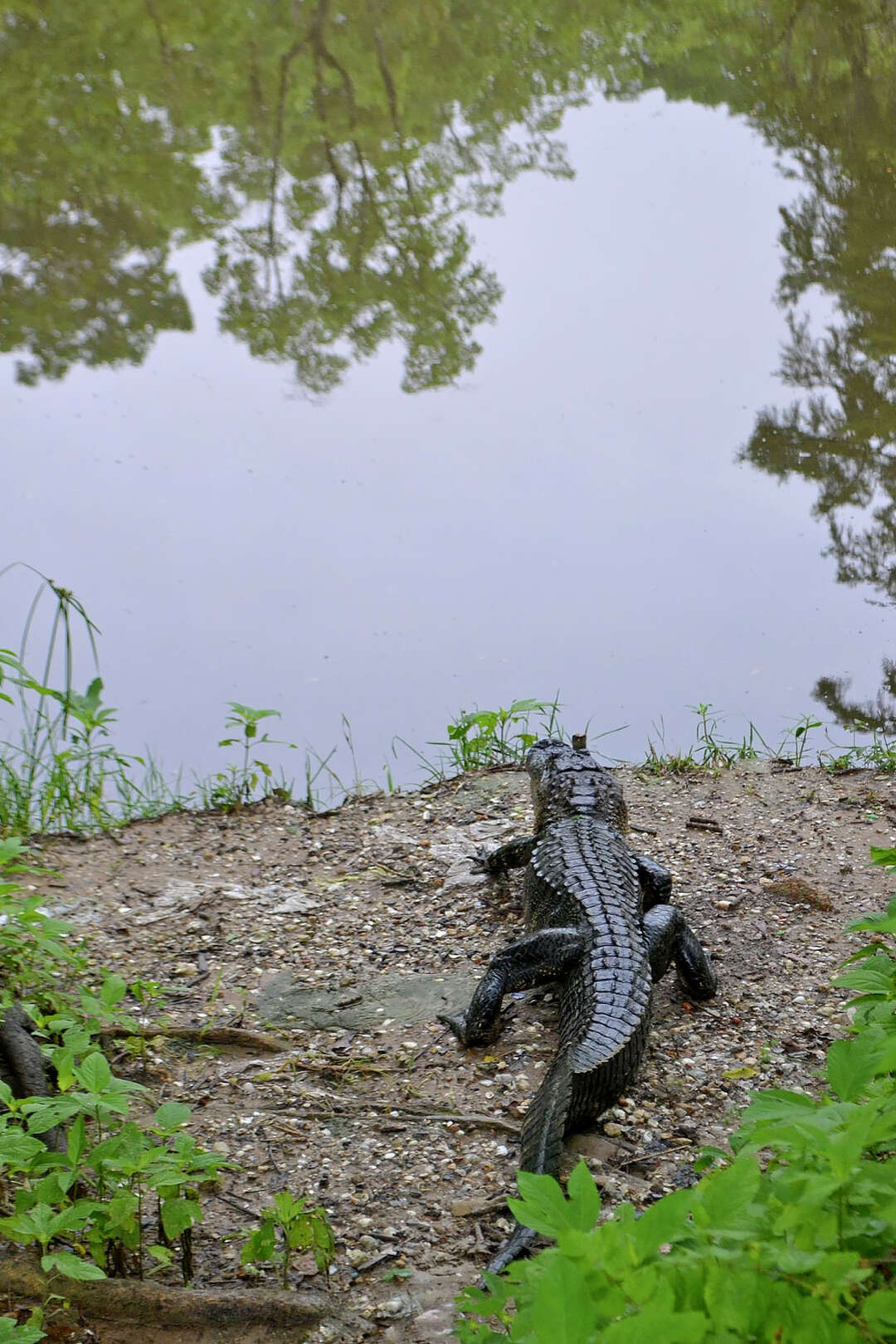 Alligators at Houston area state park leave swimmers stranded: video