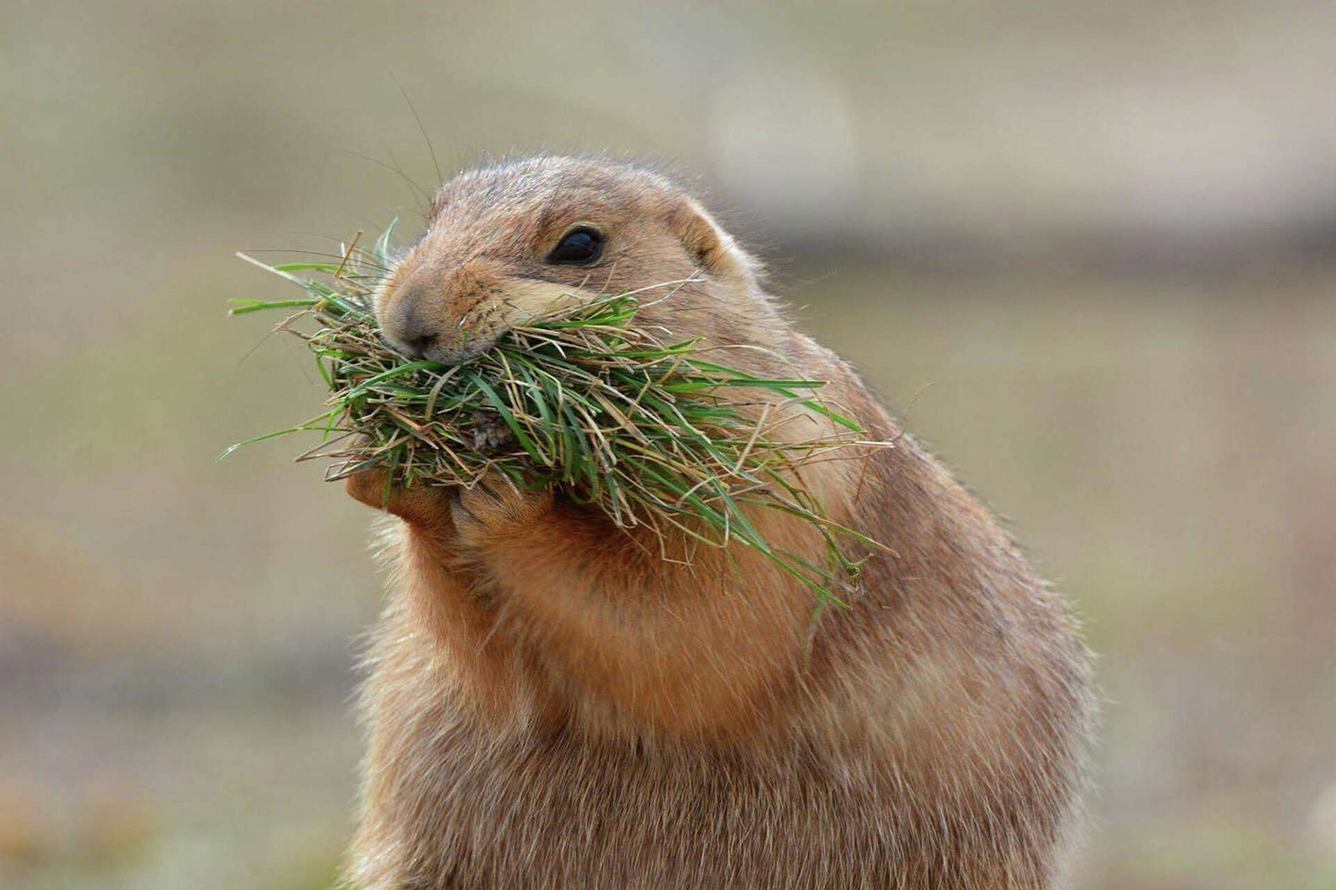 Why the National Park Service's viral tweets are so weird