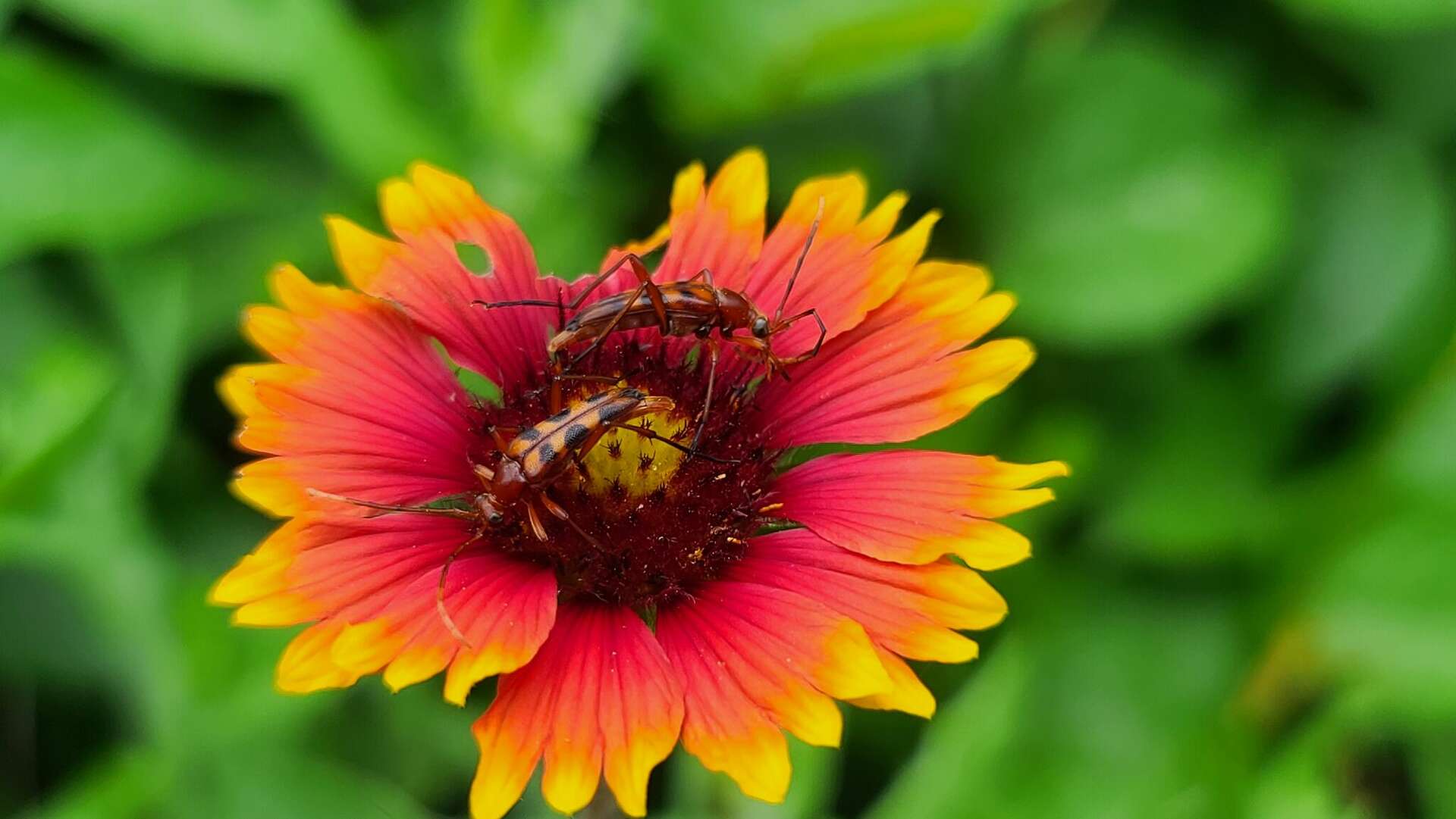 Here's how to attract pollinators to your Houston garden
