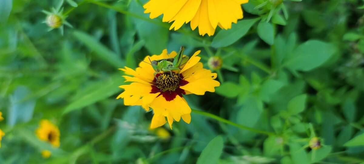 Here's how to attract pollinators to your Houston garden