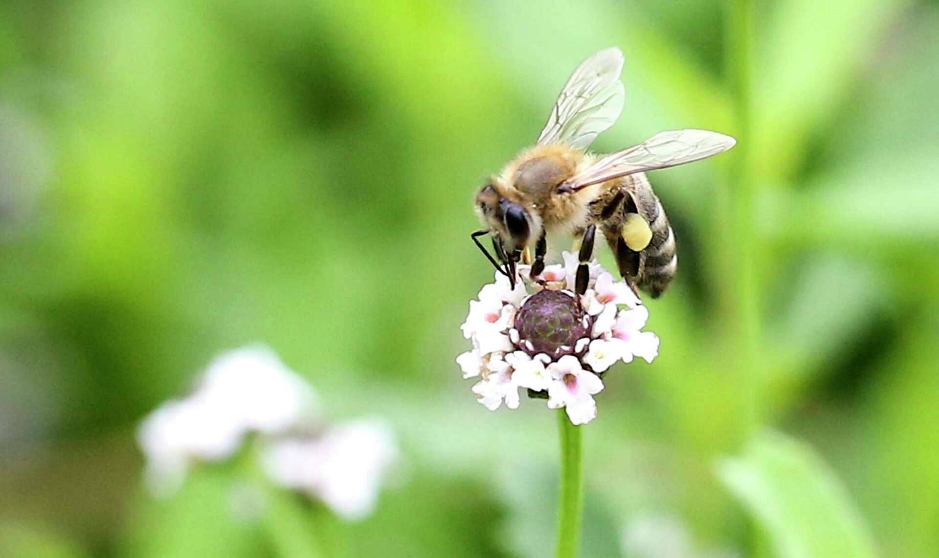 Here's how to attract pollinators to your Houston garden