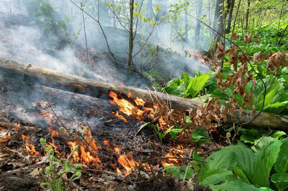 Pine Bush burn designed to aid ecosystem