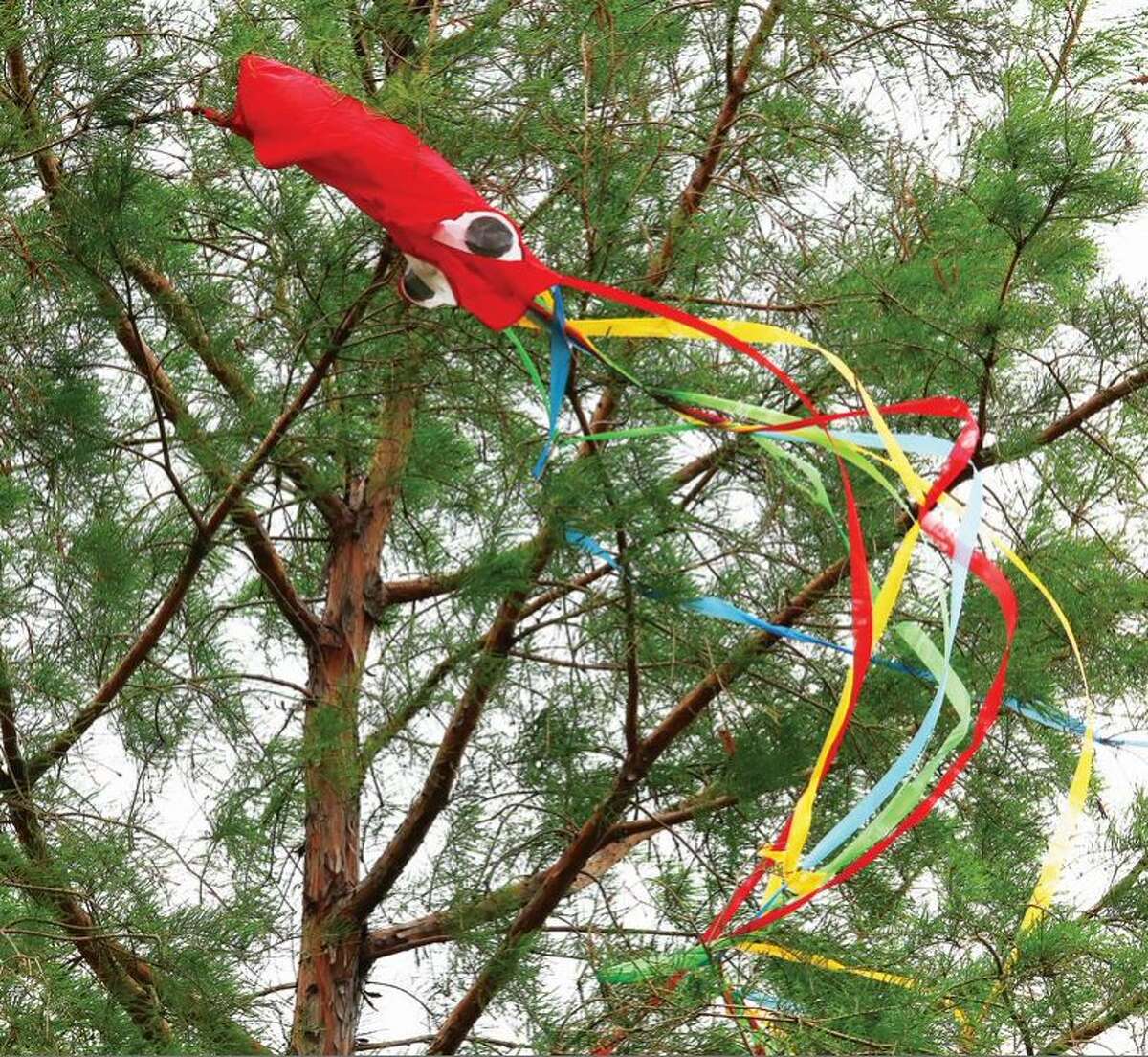 Kite eating tree grabs a snack in Alton