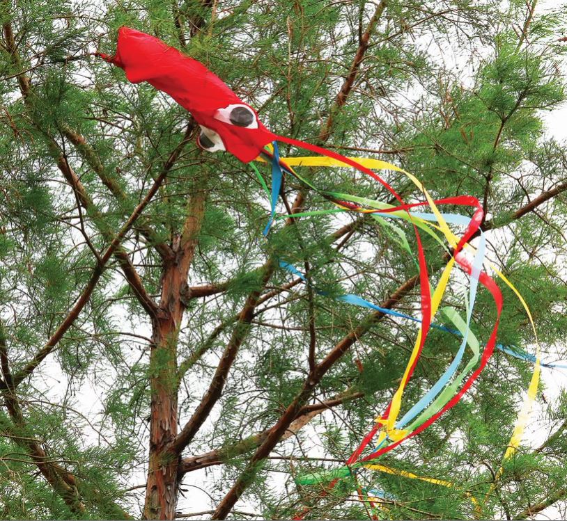 Kite eating tree grabs a snack in Alton