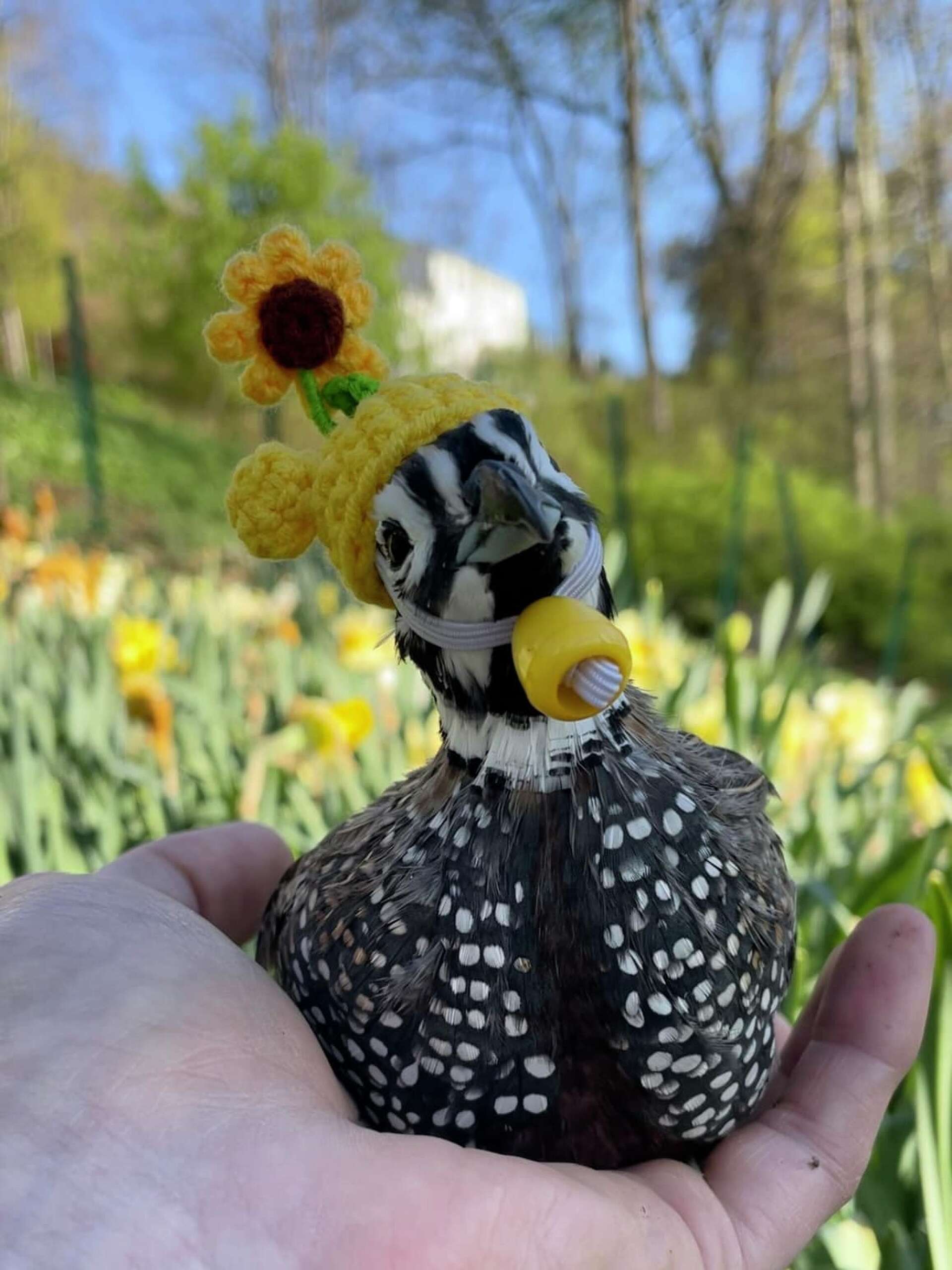 New Milford, CT farmer's hat-wearing pet quails are TikTok stars