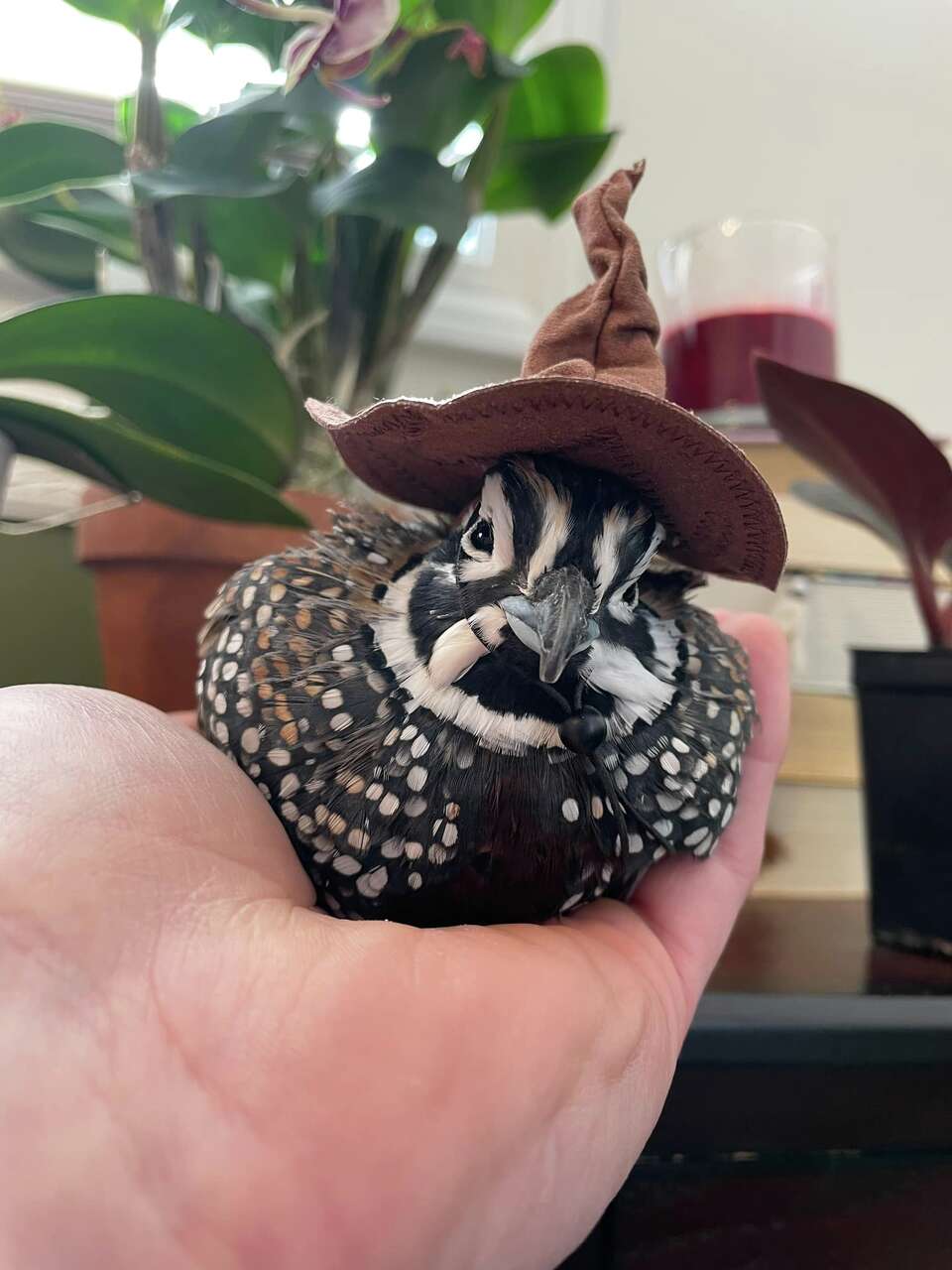 New Milford, CT farmer's hat-wearing pet quails are TikTok stars
