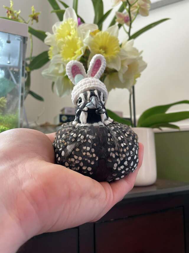 New Milford, CT farmer's hat-wearing pet quails are TikTok stars