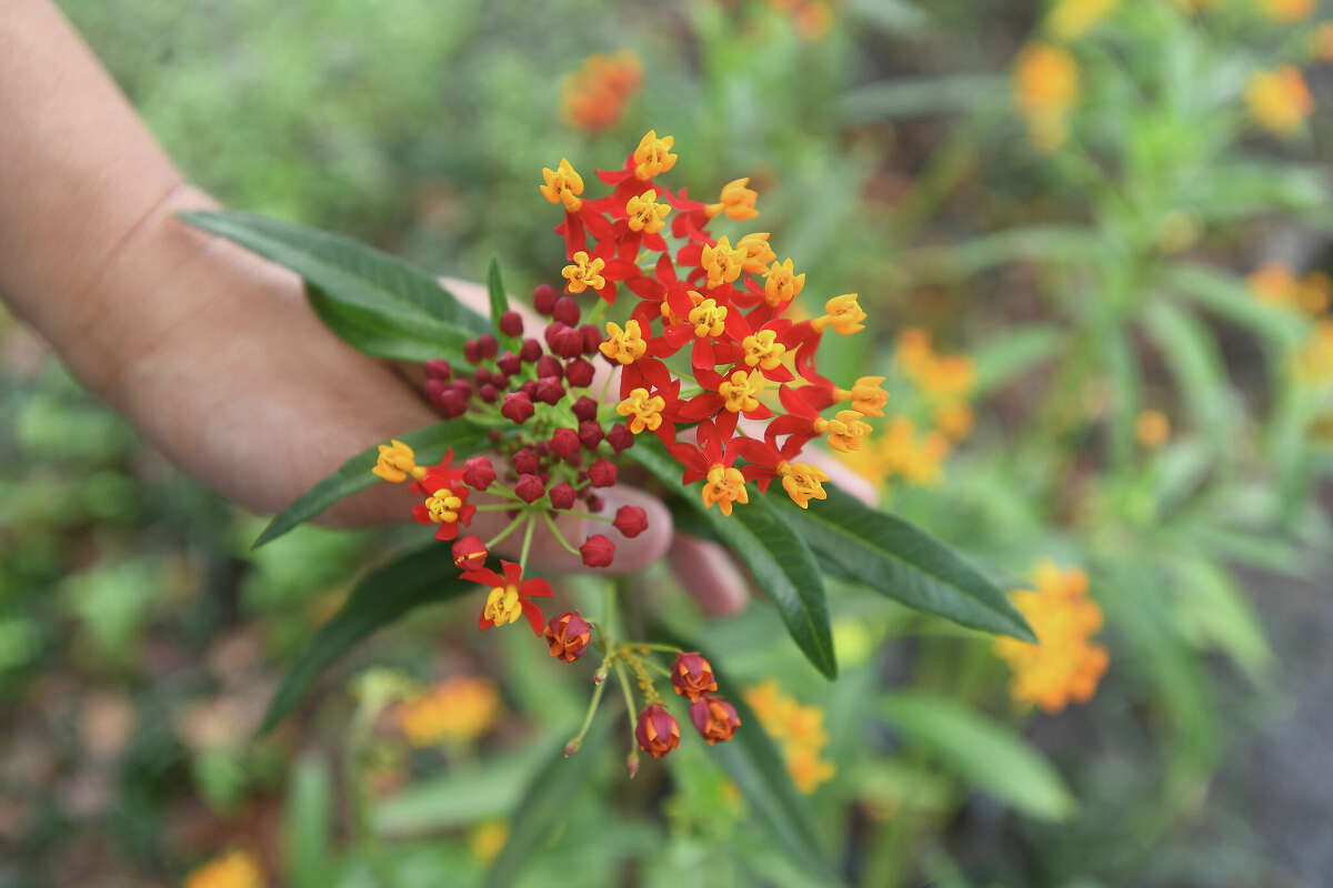 Southeast Texas Native Plants