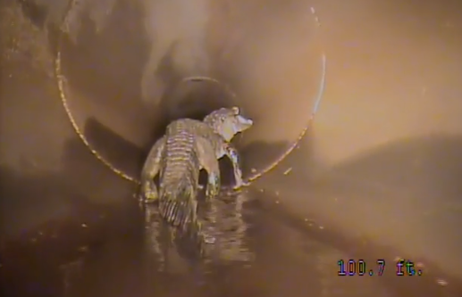 Wild video shows 5-foot alligator roaming storm water pipes beneath ...
