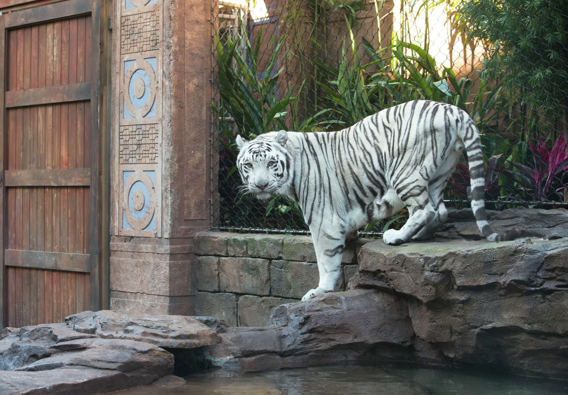 Are the tigers at the Houston Downtown Aquarium sad? TikTok thinks so.