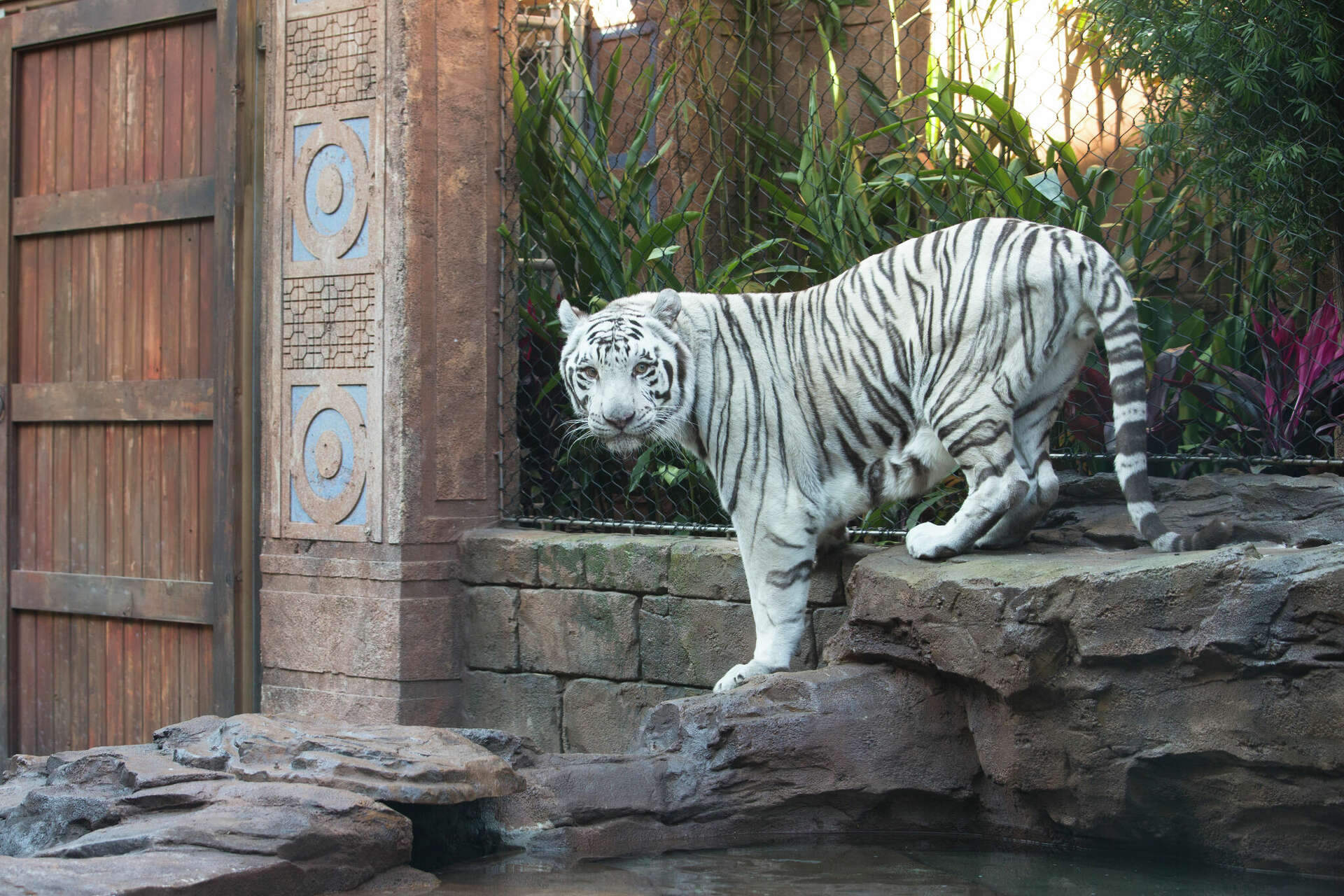 Are the tigers at the Houston Downtown Aquarium sad? TikTok thinks so.