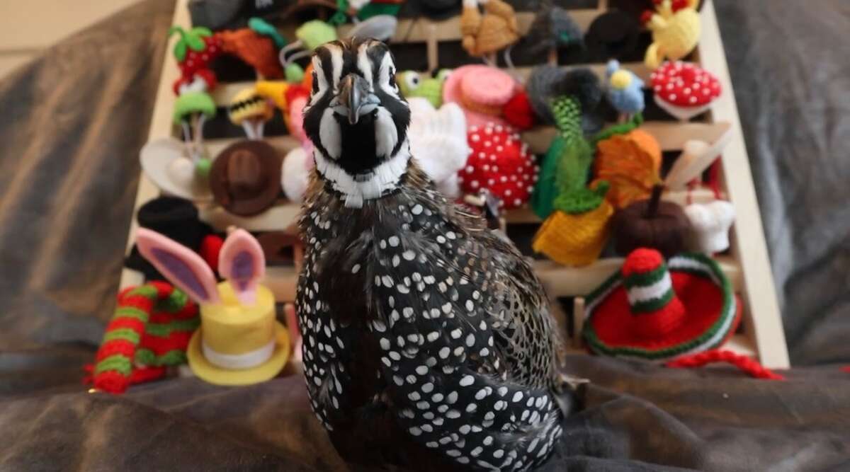 New Milford, CT farmer's hat-wearing pet quails are TikTok stars