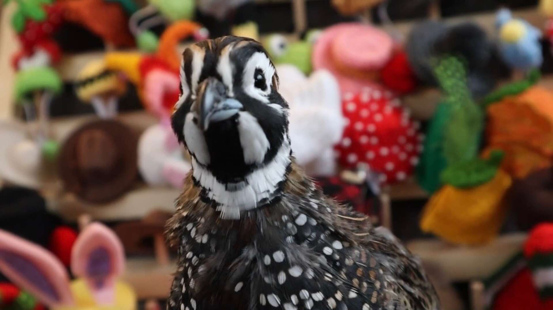 New Milford, CT farmer's hat-wearing pet quails are TikTok stars