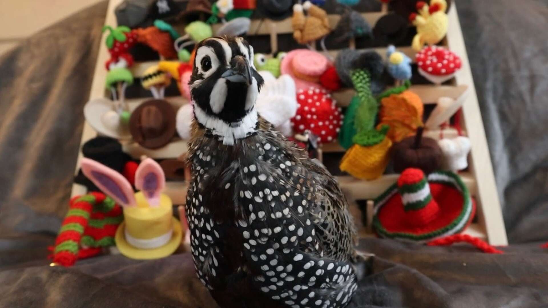 New Milford, CT farmer's hat-wearing pet quails are TikTok stars