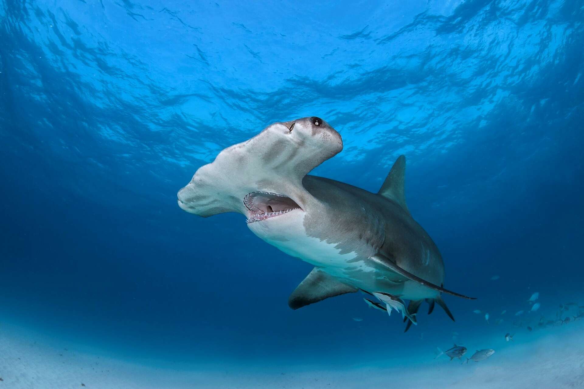 WATCH: Texas fishermen reel in 1,000-pound hammerhead shark