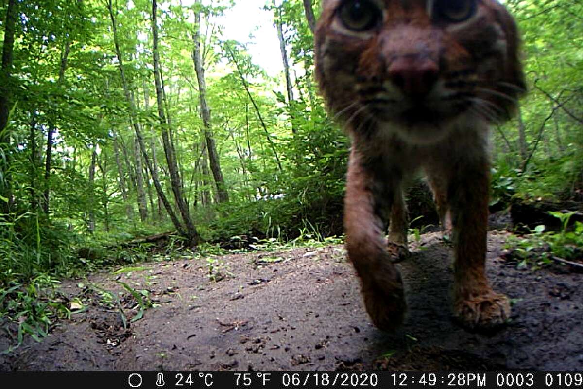 These CT towns reported the most bears, moose, bobcats in 2023