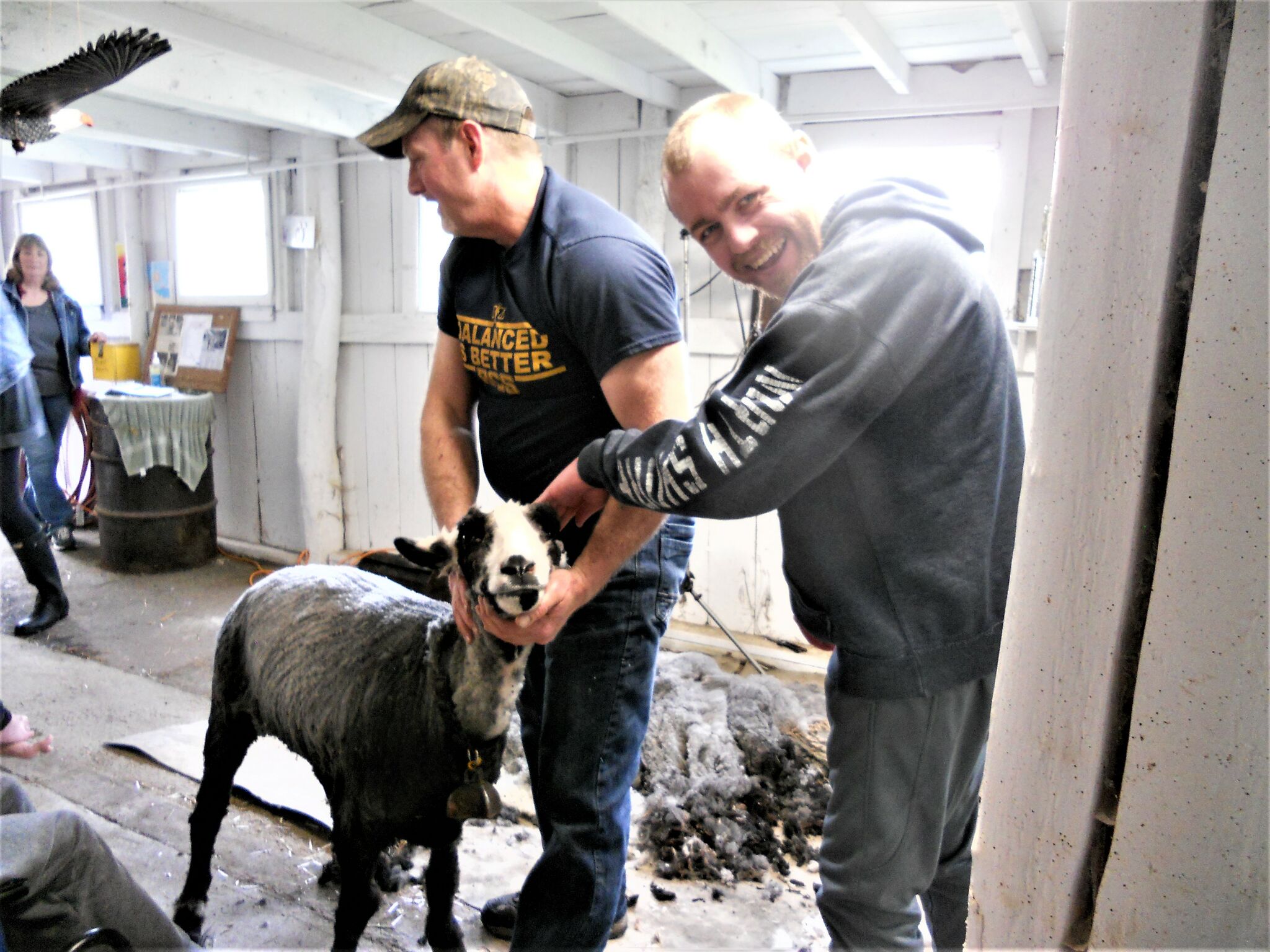 Free Soil sheep shearing event draws crowd