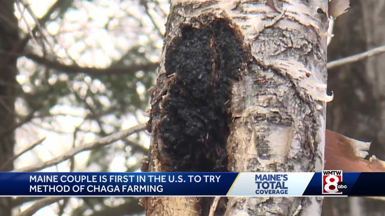 What is chaga? A US couple is the first in the country to try farming ...