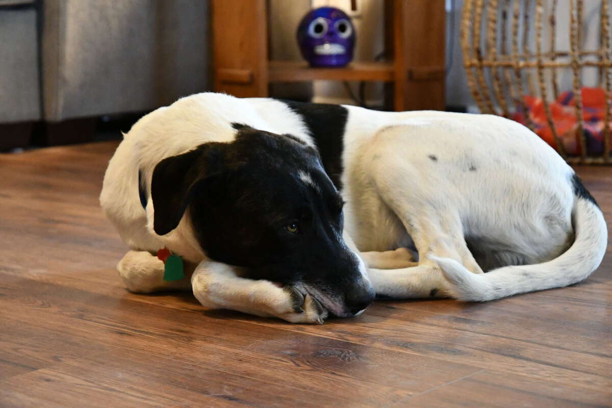 Midland dog - 'Gunther' -- found with mouth taped shut has new home