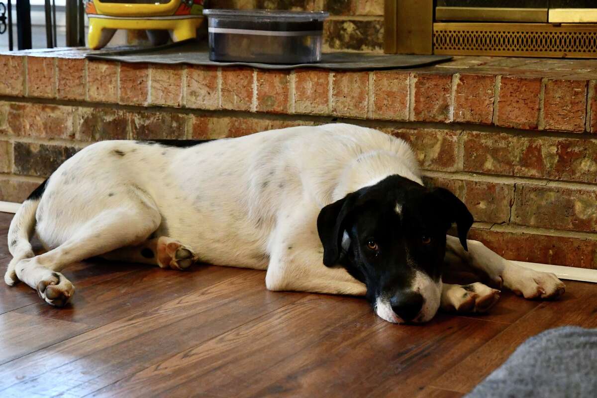 Midland dog - 'Gunther' -- found with mouth taped shut has new home