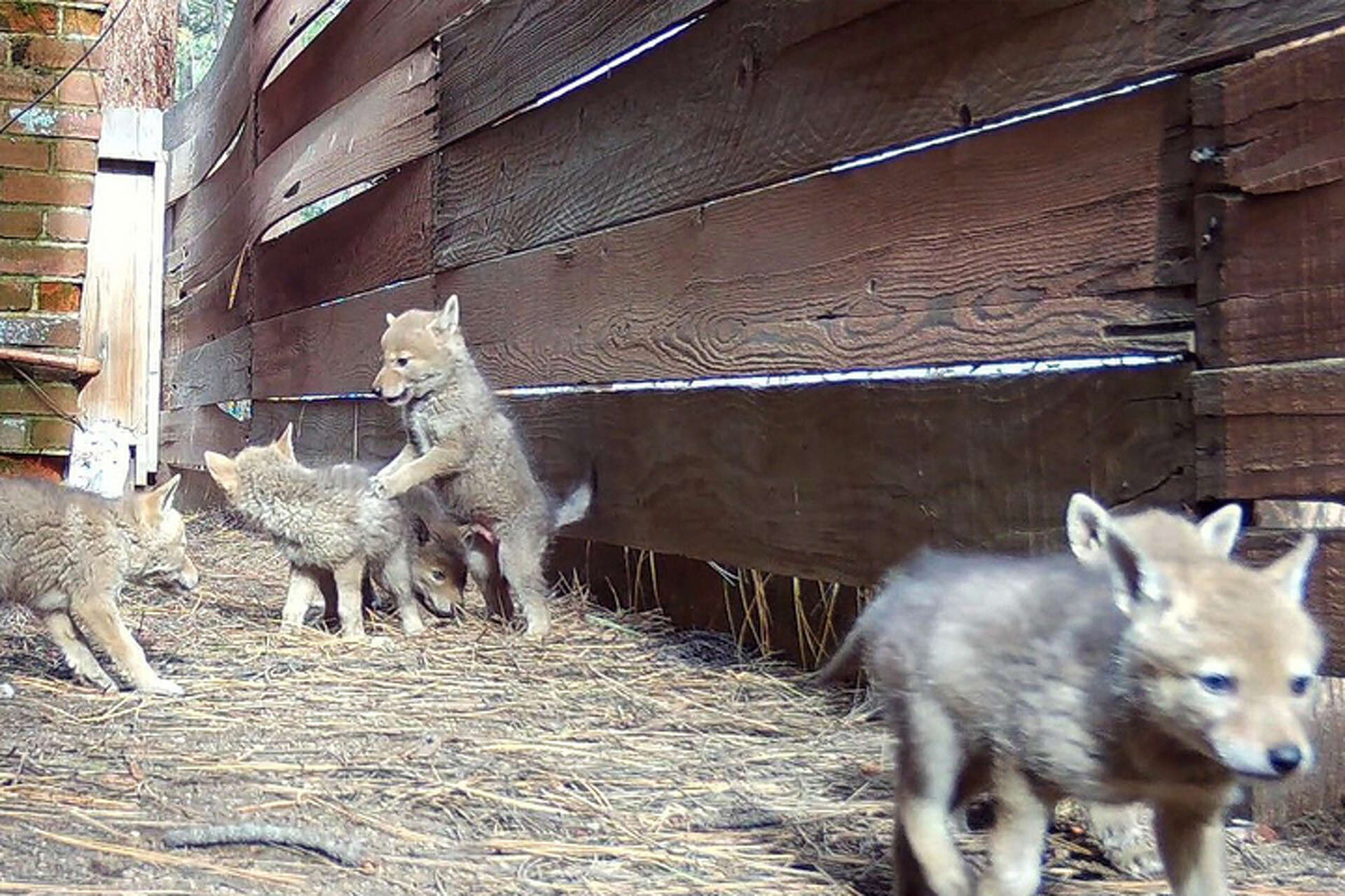 Baby coyotes take up residence at a Tahoe home