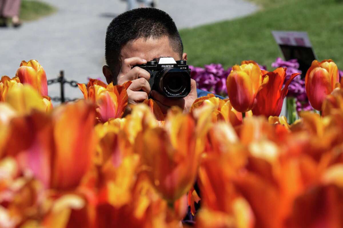 Math teacher Olivia Owens crowned Albany's 2023 Tulip Queen