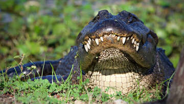 Discover Brazos Bend State Park, a Texas treasure in Houston