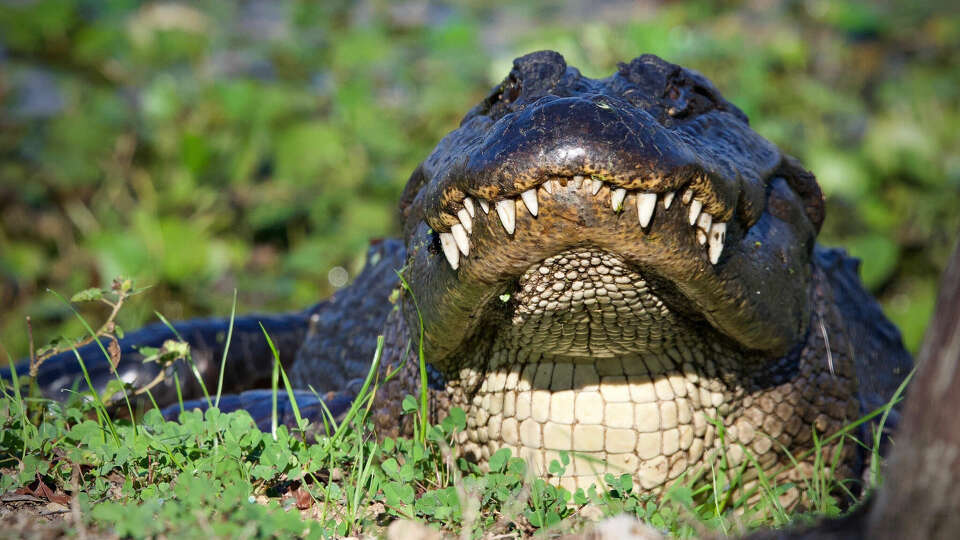Discover Brazos Bend State Park, a Texas treasure in Houston