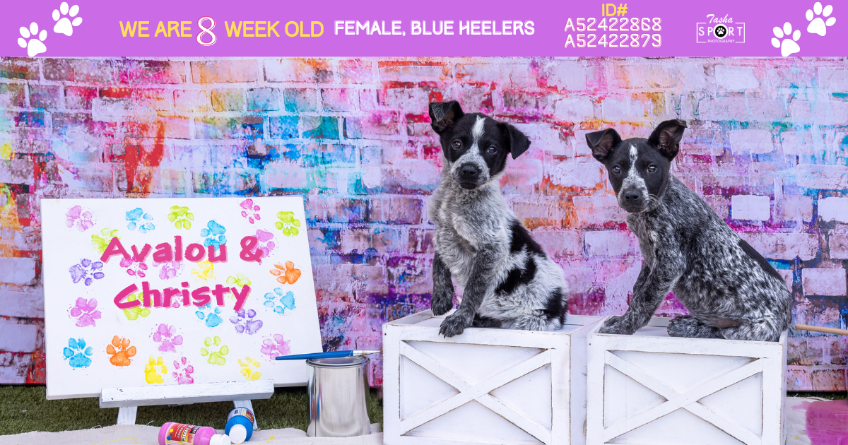 Check out these adoptable animals at the Midland Animal Shelter