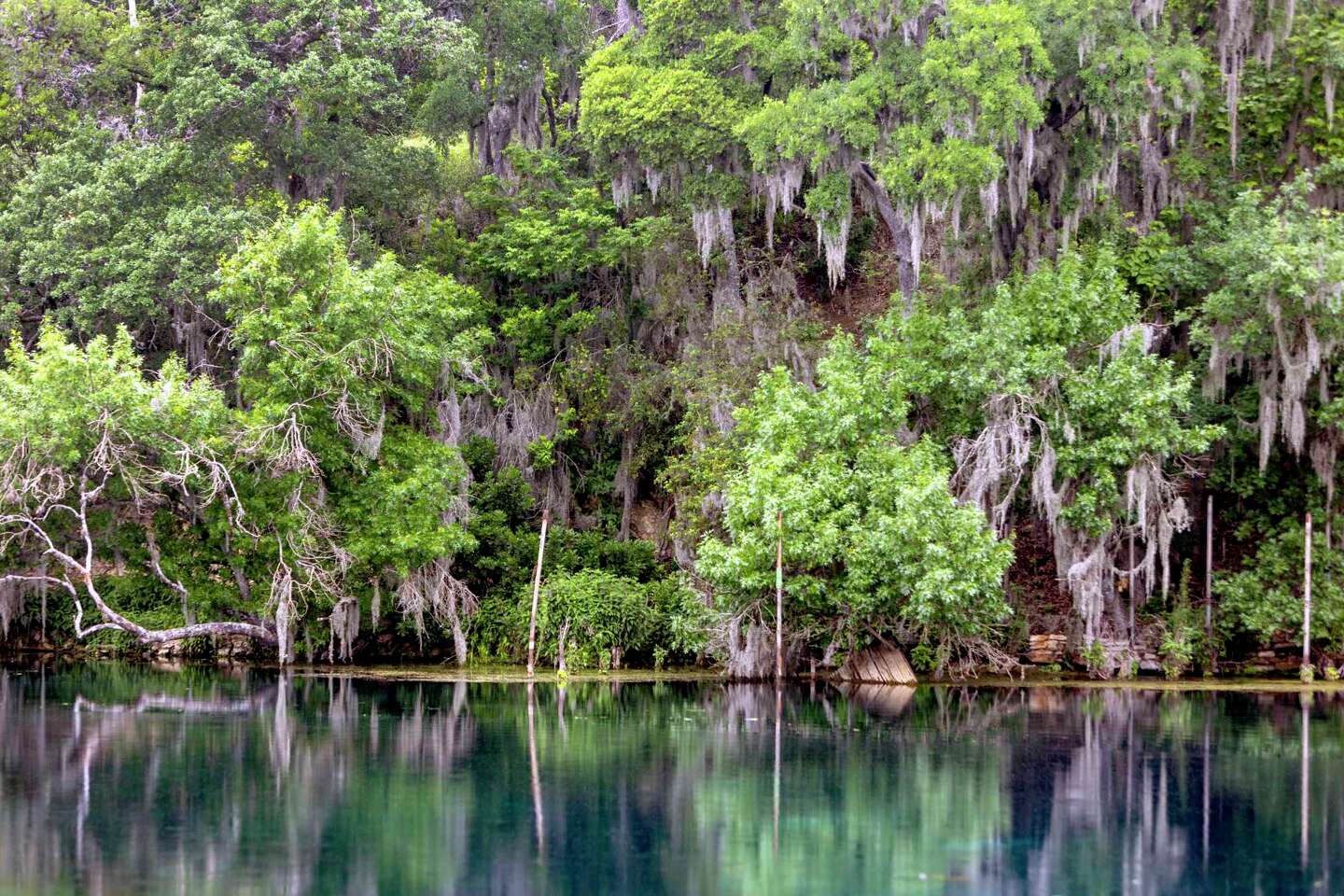 Texas landowners can get $80K to plant more trees through Texas A&M