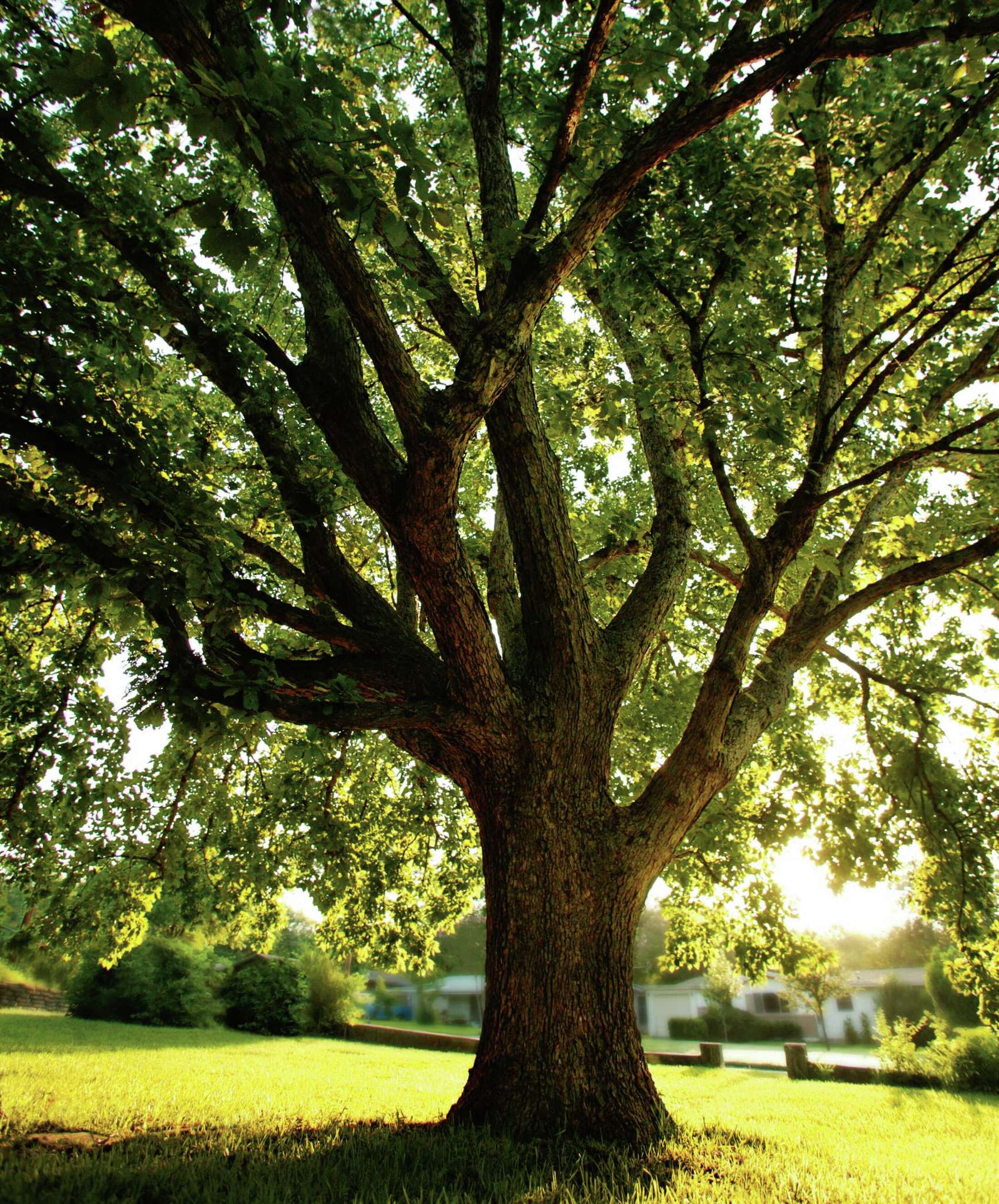 Here are 7 trees that are best for Texas yards