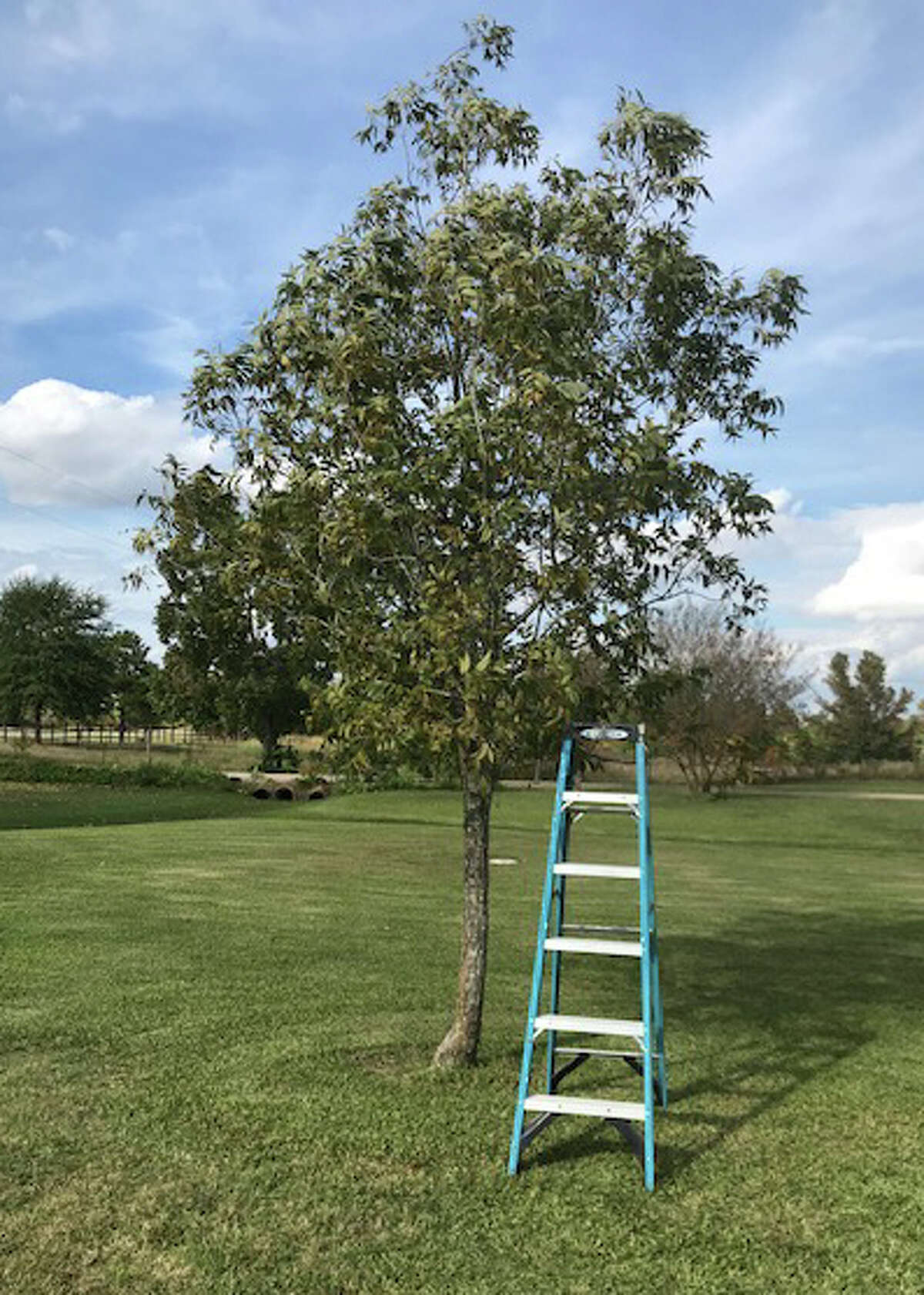 Here are 7 trees that are best for Texas yards