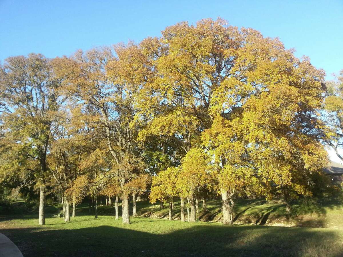 Here are 7 trees that are best for Texas yards