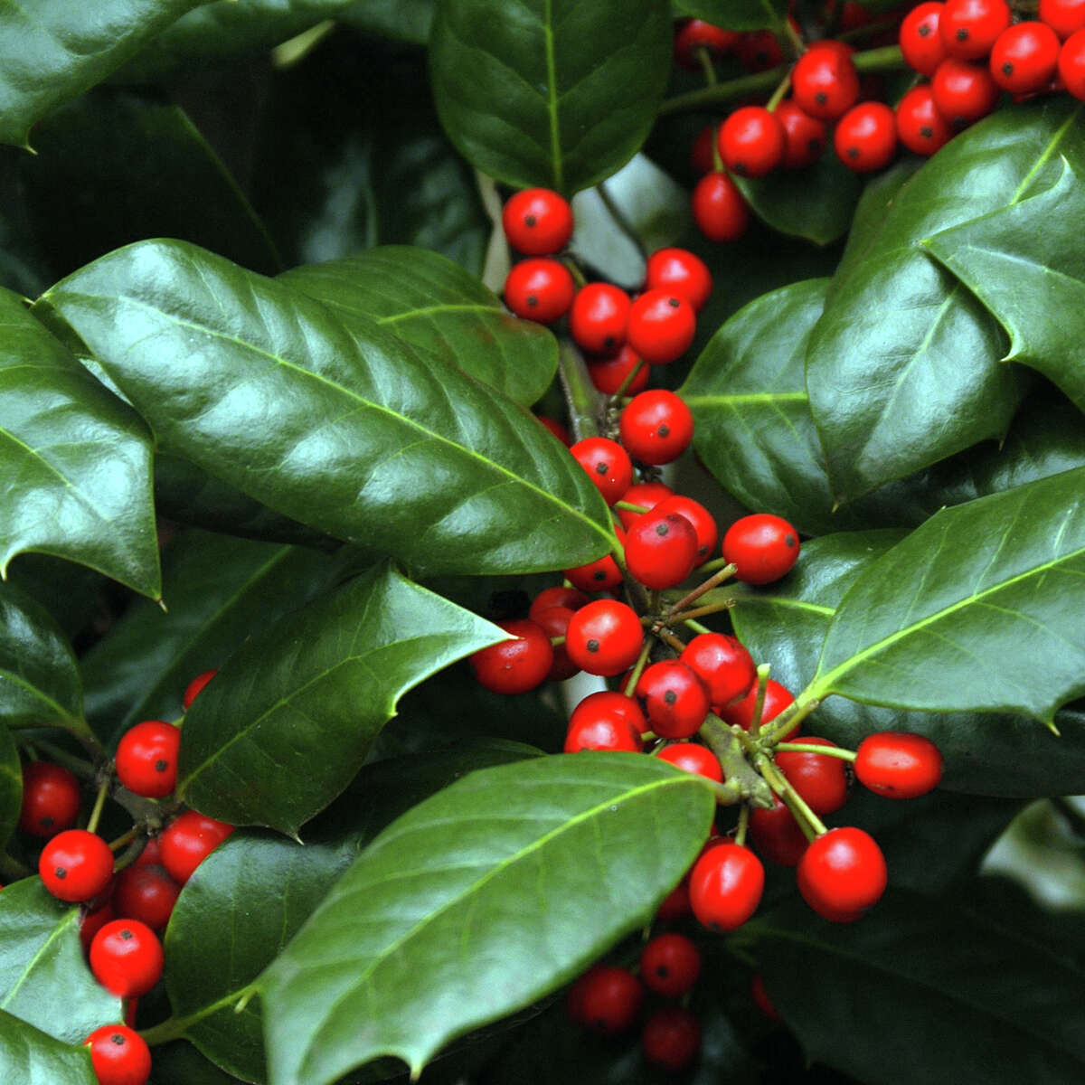 Here are 7 trees that are best for Texas yards