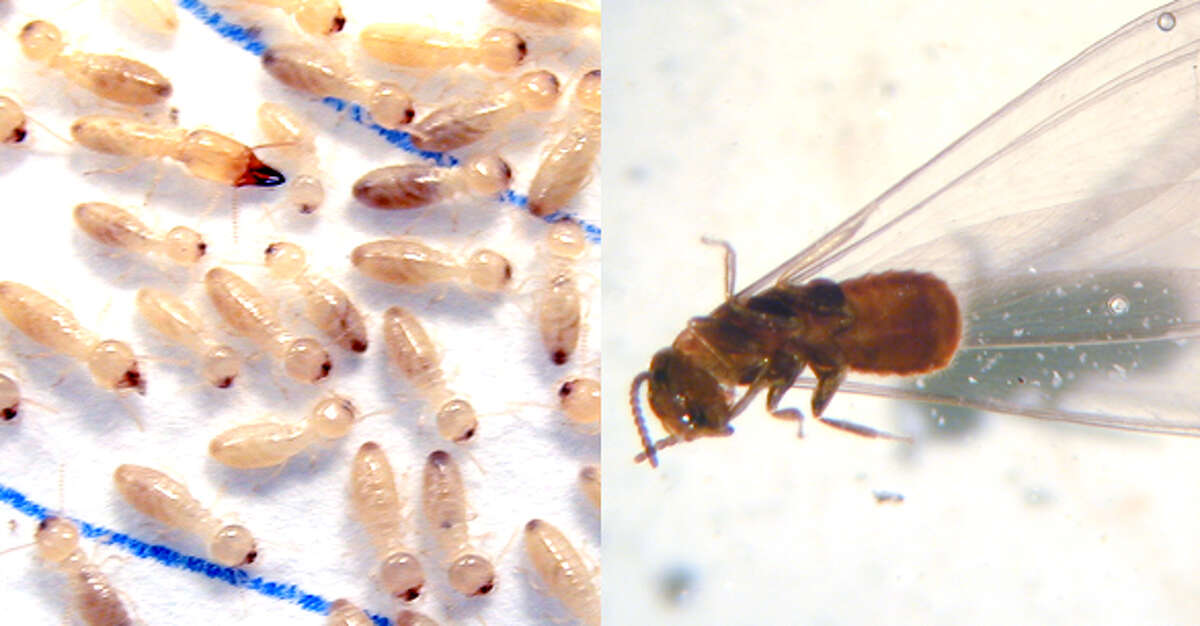 How do I know if I have termites? What they look like and treatment