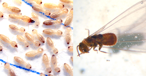 Termite season in Texas: 4 tips to protect your home