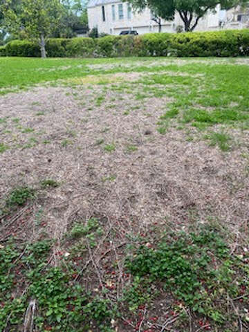 Here's how to destroy dichondra weed, diagnose St. Augustine issues