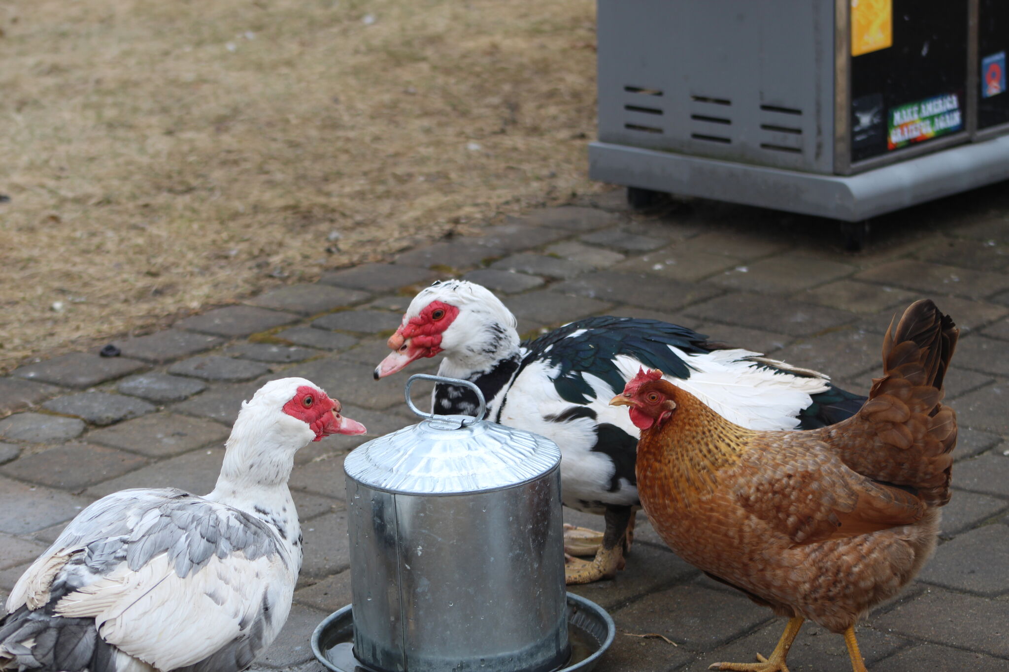 Windsor Locks chicken advocates continue fight to keep flocks