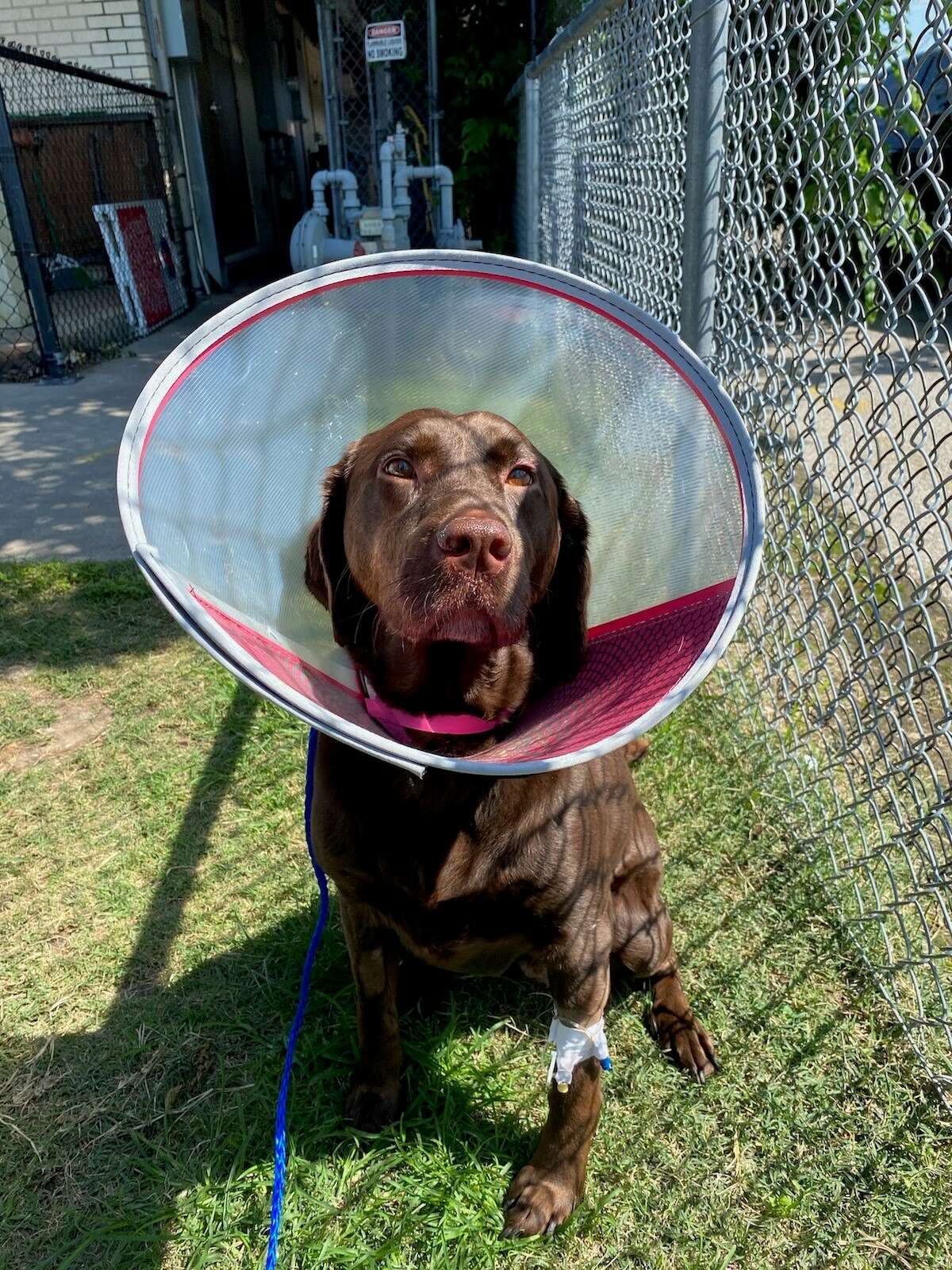 CenterPoint pays vet bills after Pasadena dog-bee swarm incident