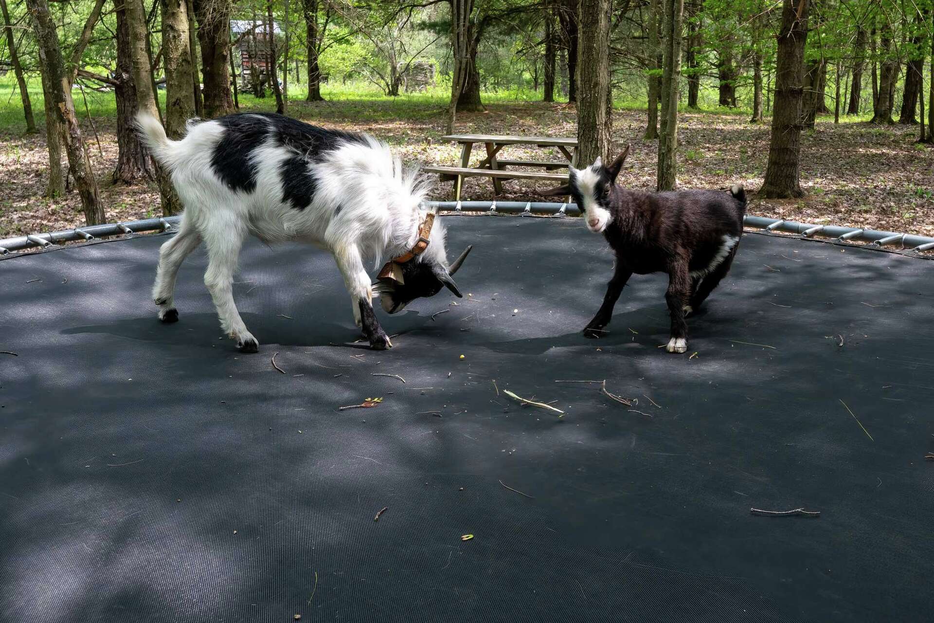 Not-so-typical upstate camping ideas, and how to book a site